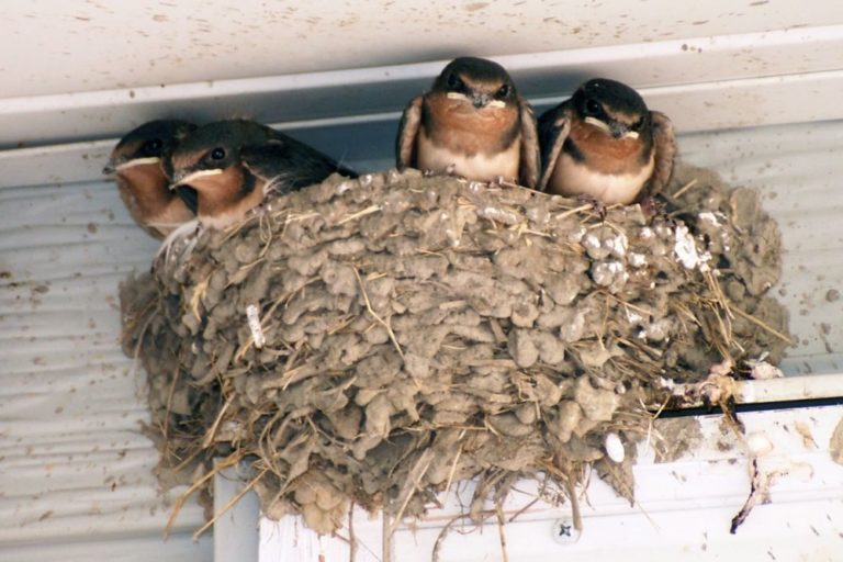 Swallows In My Garage–A Poem (2007) – Nestucca Spit Press Meditations
