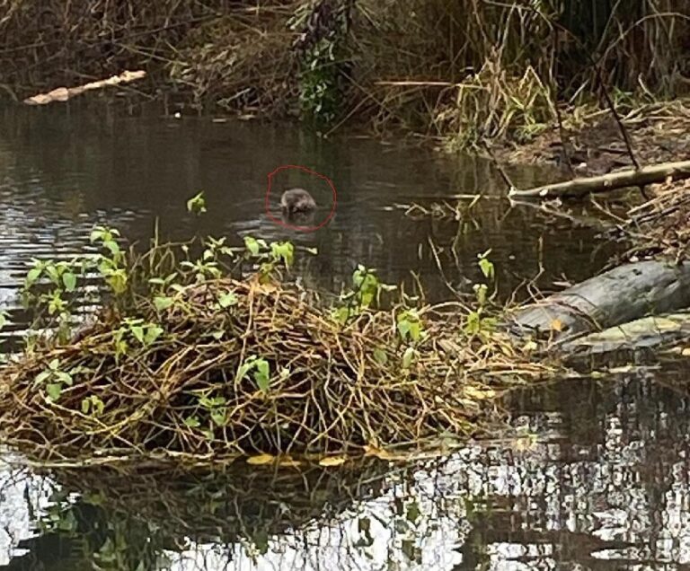 Baby Beaver – Nestucca Spit Press Meditations
