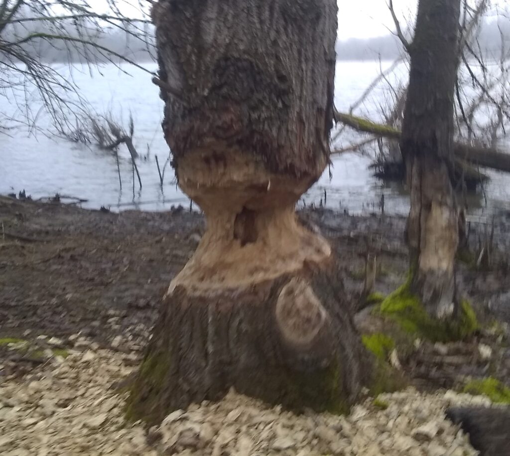 The Beaver Artist – Nestucca Spit Press Meditations